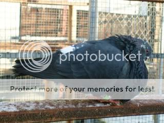 The Pouter Loft :: Spanish Pouters :: Canario cropper | Runboard